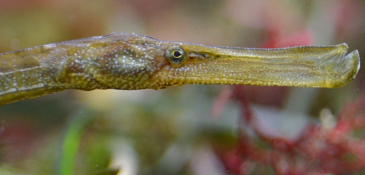 Bristol Aquarium | Bristol's biggest aquarium - the only place to see ...