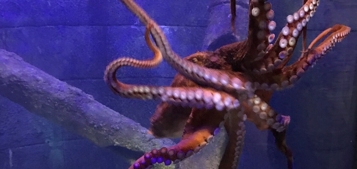 Bristol Aquarium: Discover the Wonders of the Deep