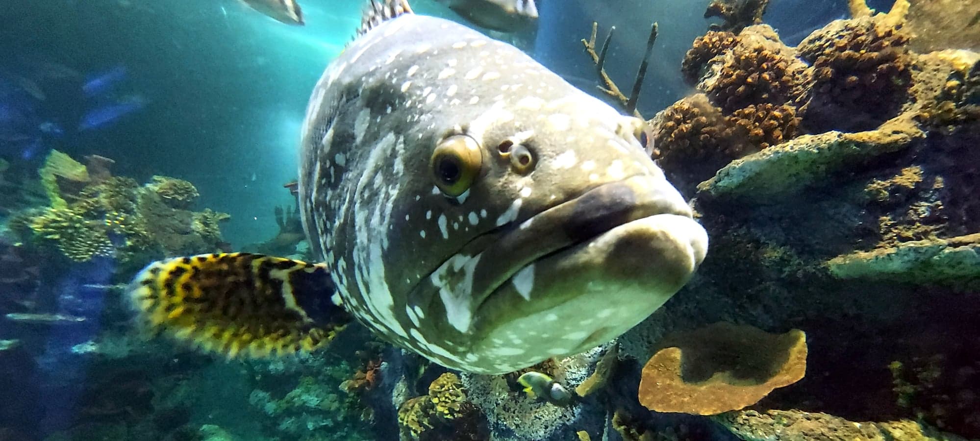 Giant Grouper | Animals | Discover | Bristol Aquarium