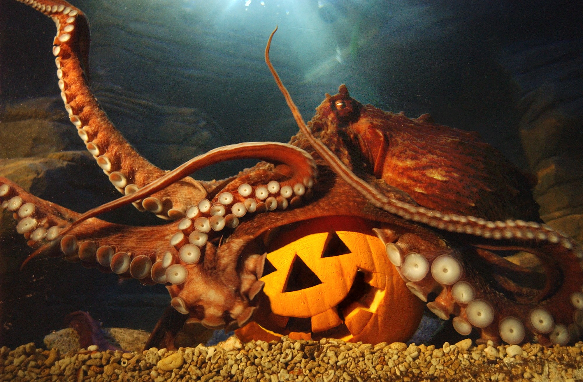 Call out for unwanted toys for octopus training! - Bristol Aquarium