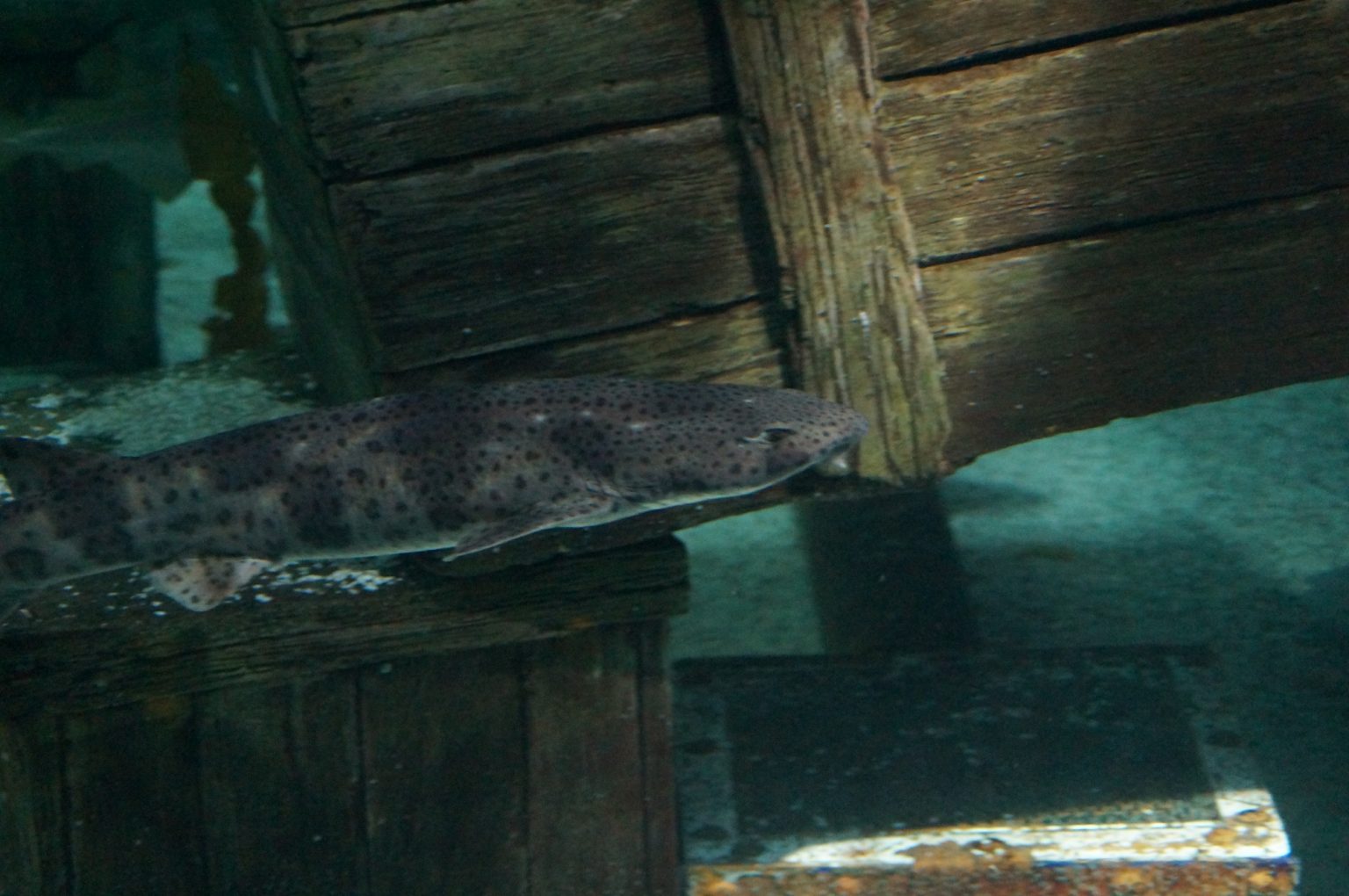 Bull Huss Shark | Animals | Discover | Bristol Aquarium