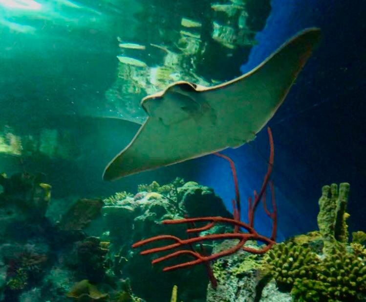 Cownose Rays | Animals | Discover | Bristol Aquarium