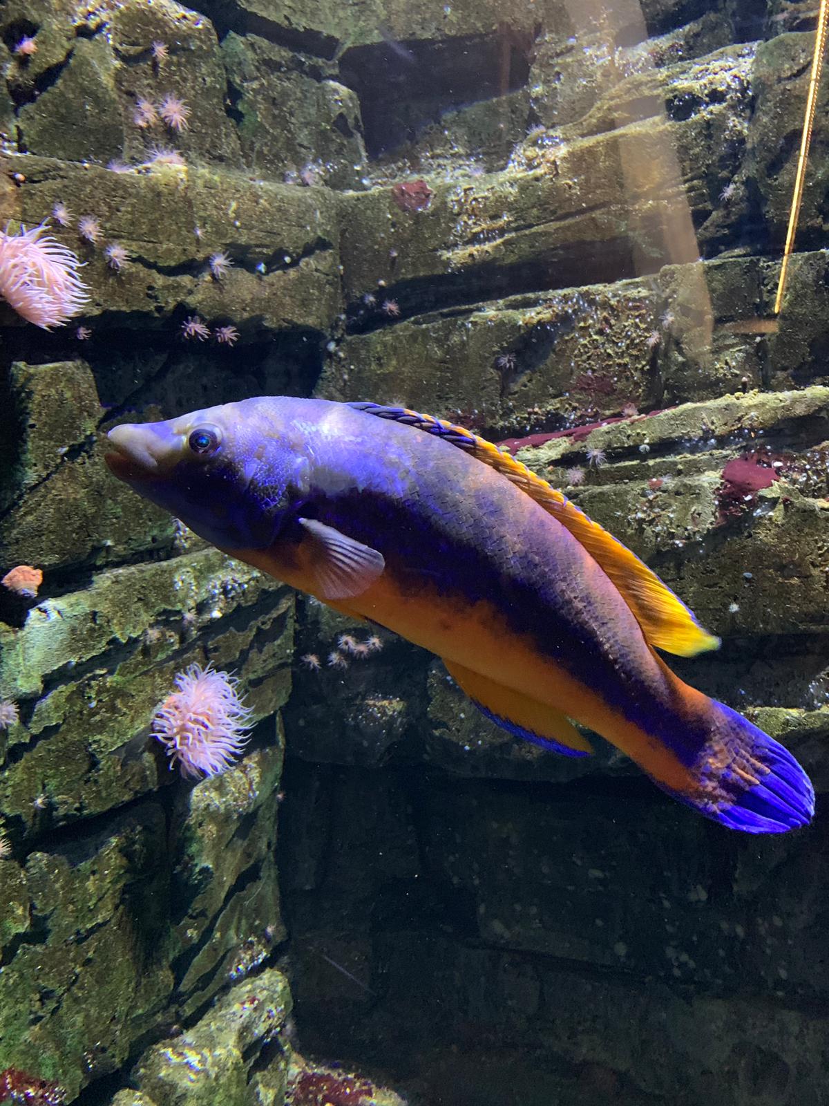 Cuckoo Wrasse | Animals | Discover | Bristol Aquarium