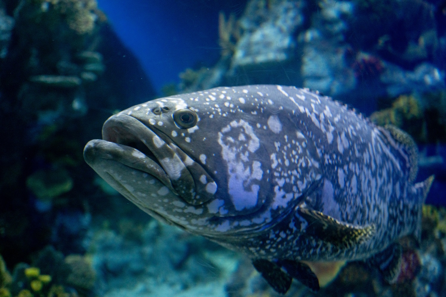 Giant Grouper | Animals | Discover | Bristol Aquarium