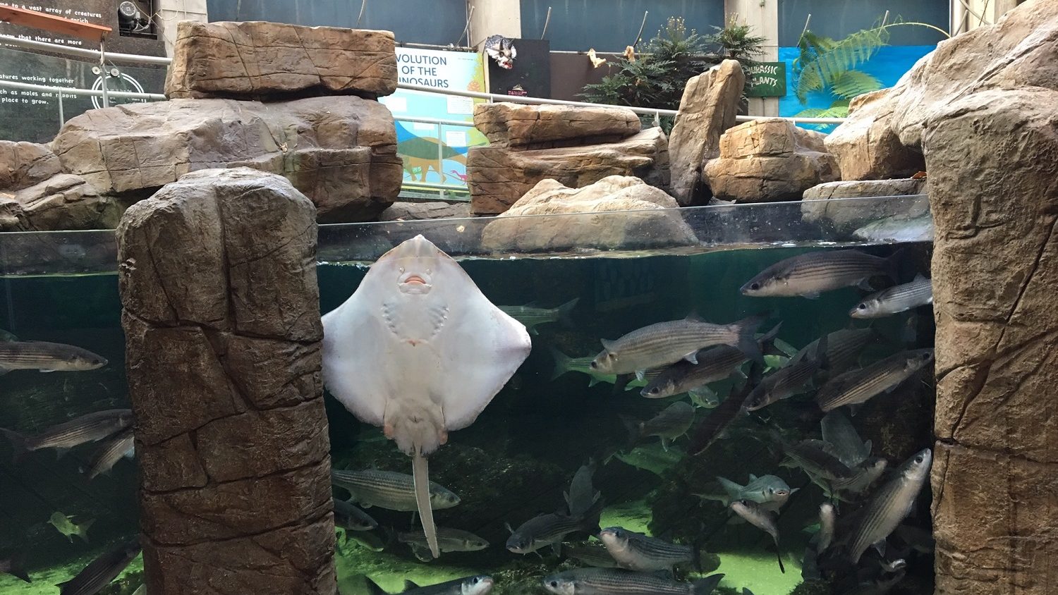 From Stingrays to Skates: Exploring Different Ray Species - Bristol ...