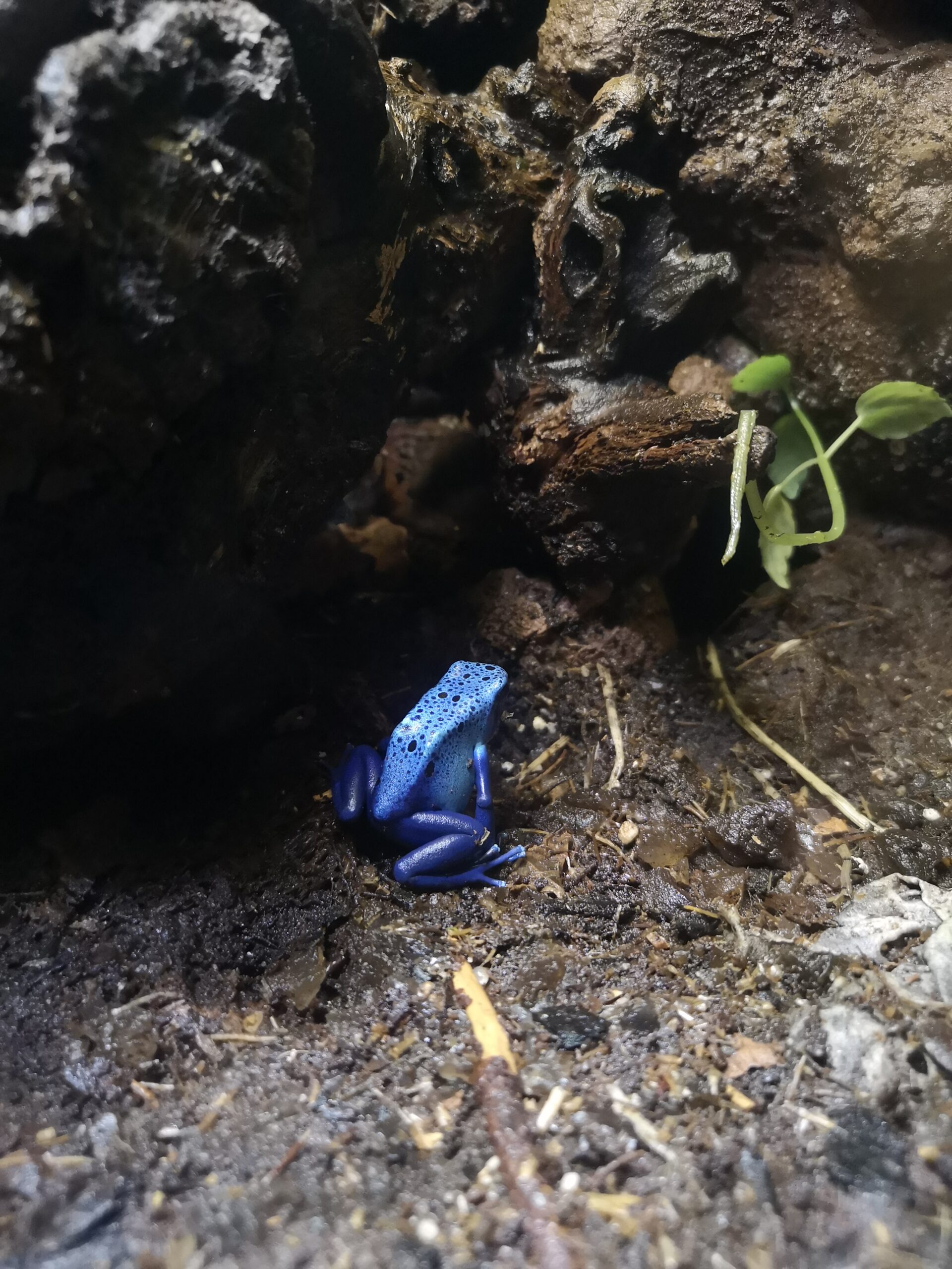 Come and meet our Creepy Creatures - Bristol Aquarium