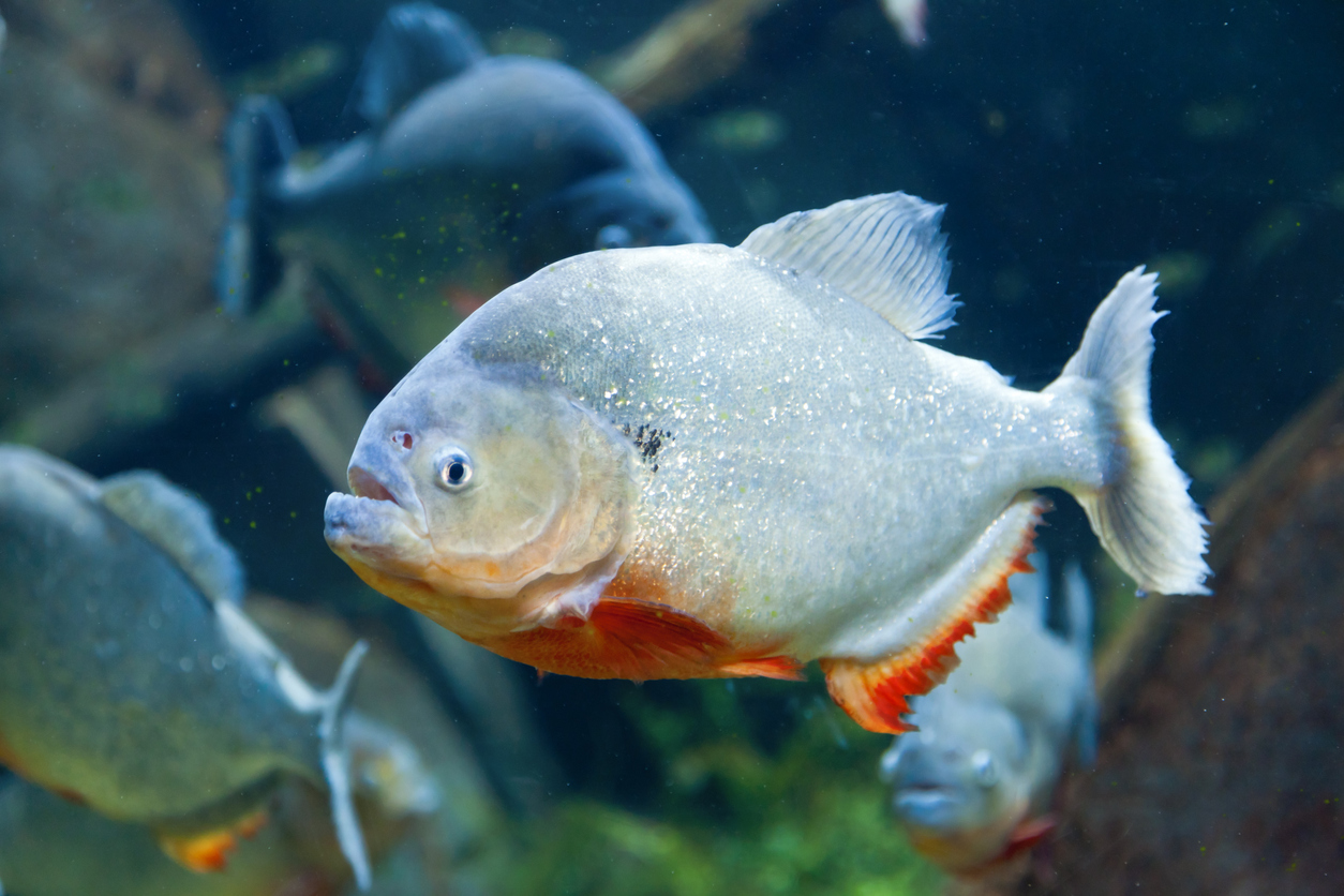 6 Facts You Need to Know About Piranhas - Bristol Aquarium