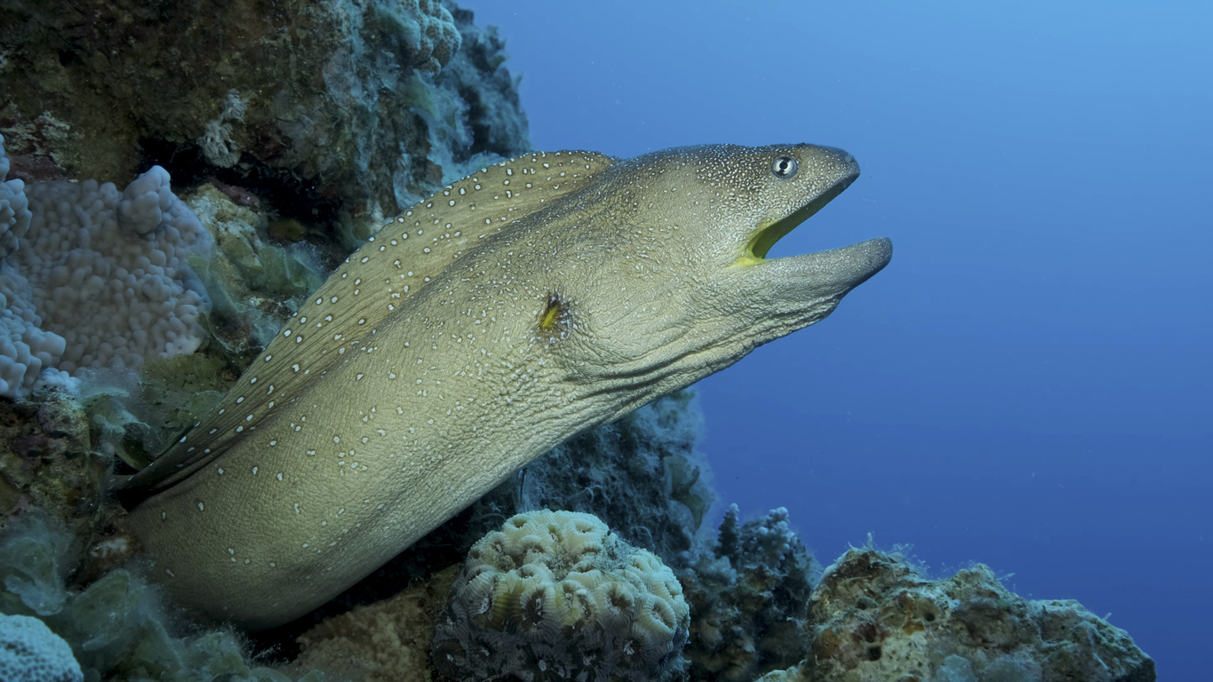 Everything You Need to Know About Eels - Bristol Aquarium