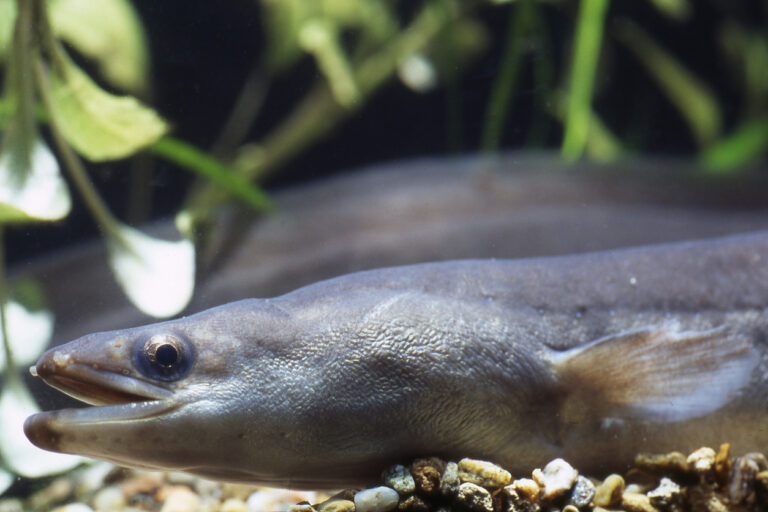 Everything You Need to Know About Eels - Bristol Aquarium