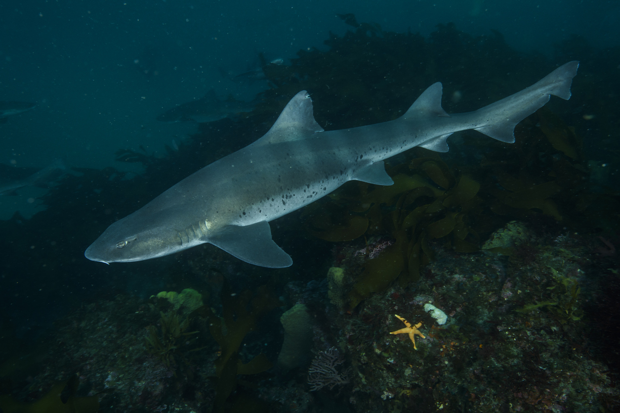 6 Fun Facts About the Japanese Banded Houndshark - Bristol Aquarium