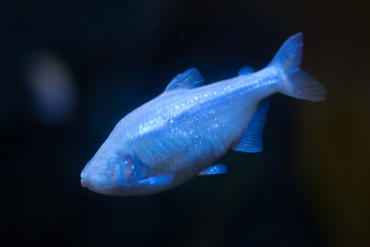 Everything You Need to Know About Blind Cave Fish - Bristol Aquarium