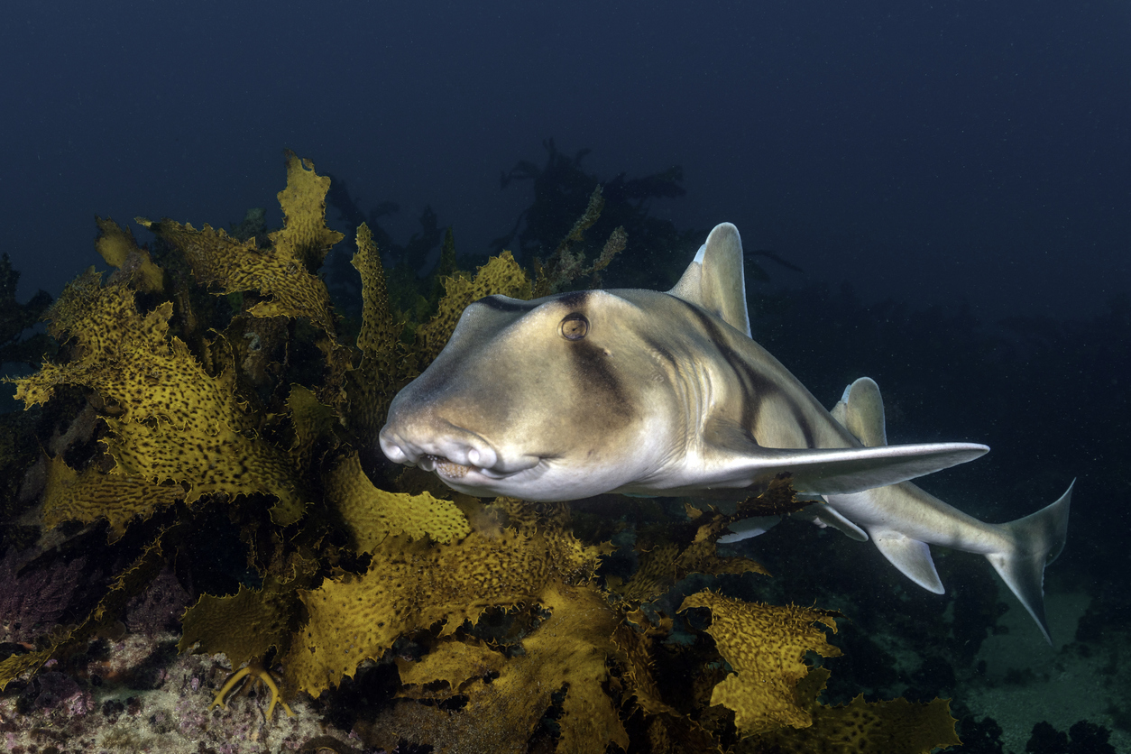7 Facts about Port Jackson Sharks - Bristol Aquarium