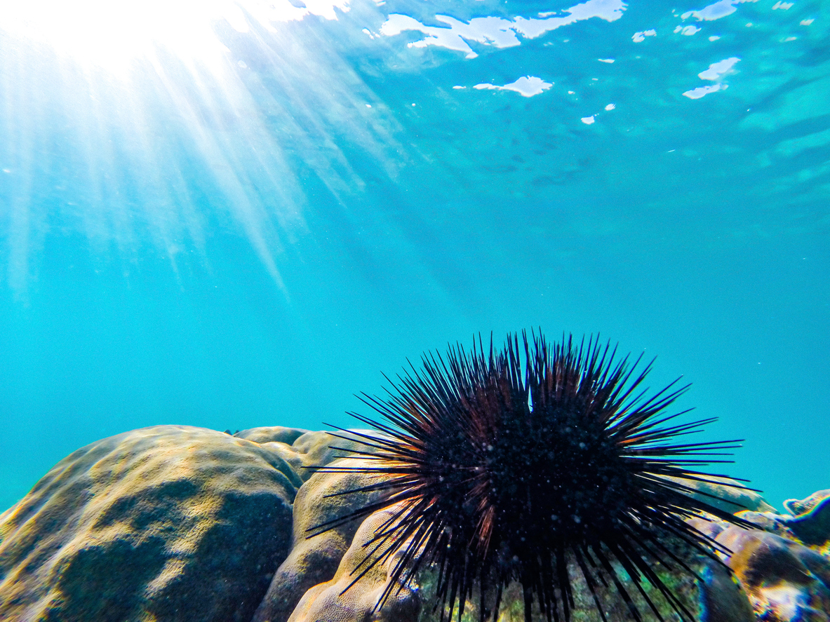 What is a Sea Urchin? - Bristol Aquarium