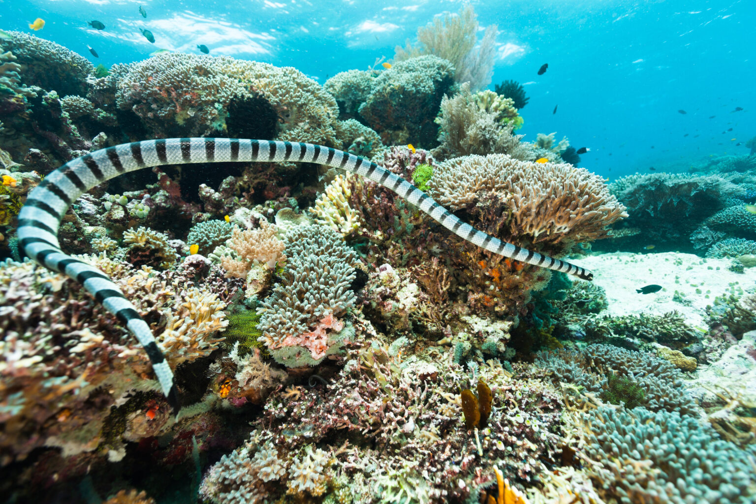 Sea Snake vs Eel: What’s the Difference? - Bristol Aquarium