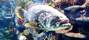 10 Great Facts About Groupers - Bristol Aquarium