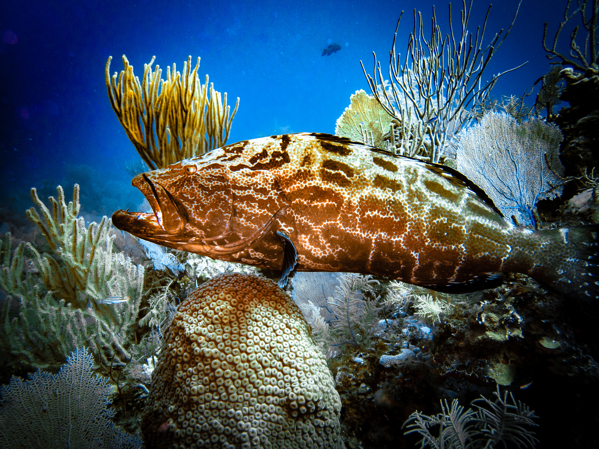 10 Great Facts About Groupers - Bristol Aquarium