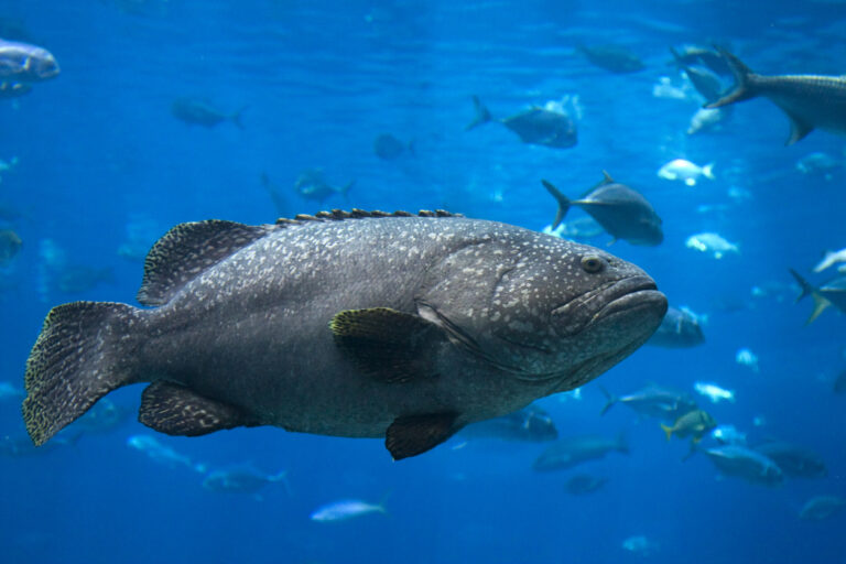 10 Great Facts About Groupers - Bristol Aquarium