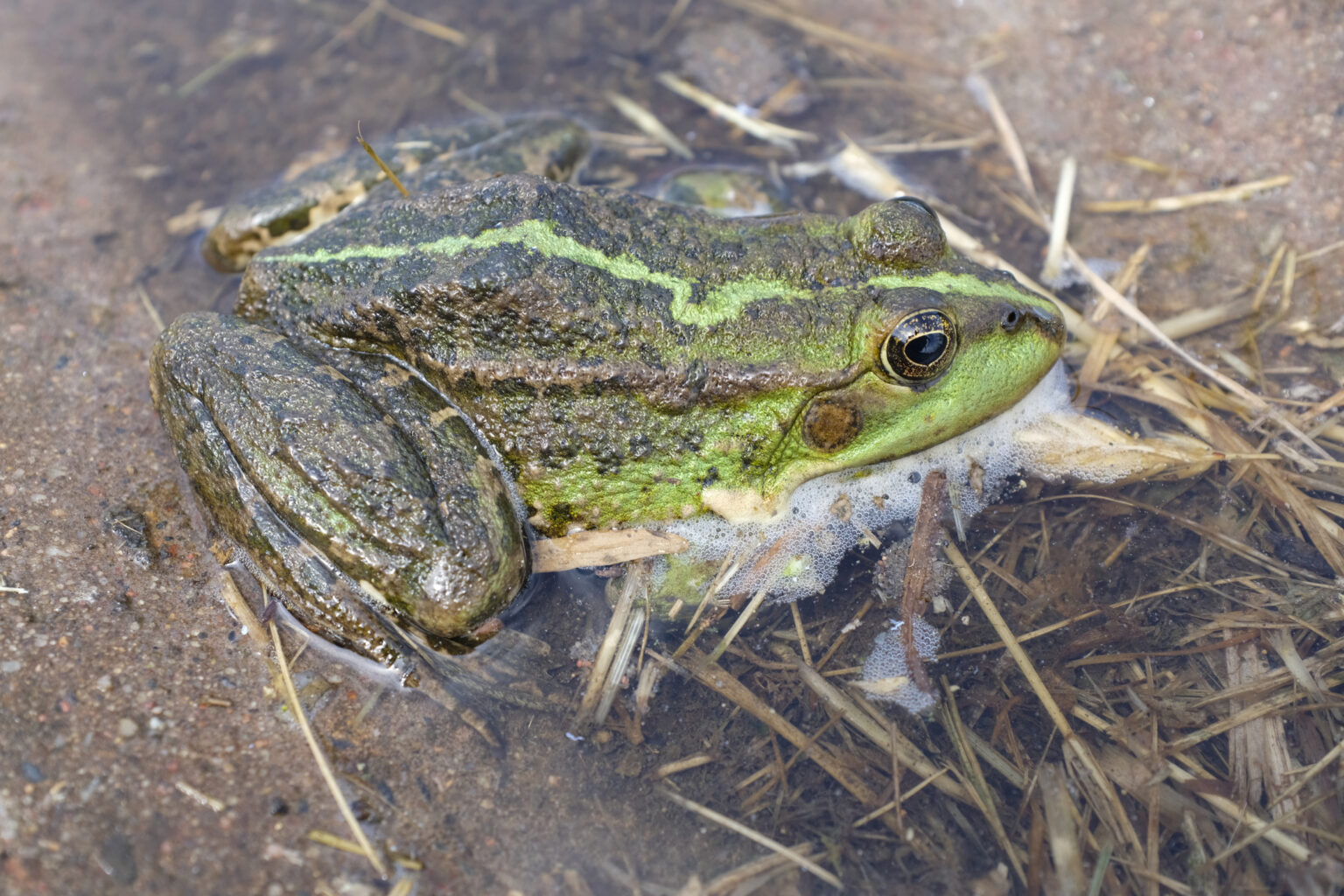 How Long Have Frogs Been Around? - Bristol Aquarium