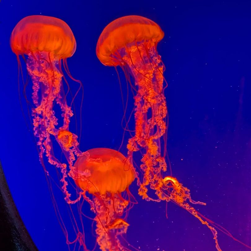 IMAX Bristol | Bristol Megascreen