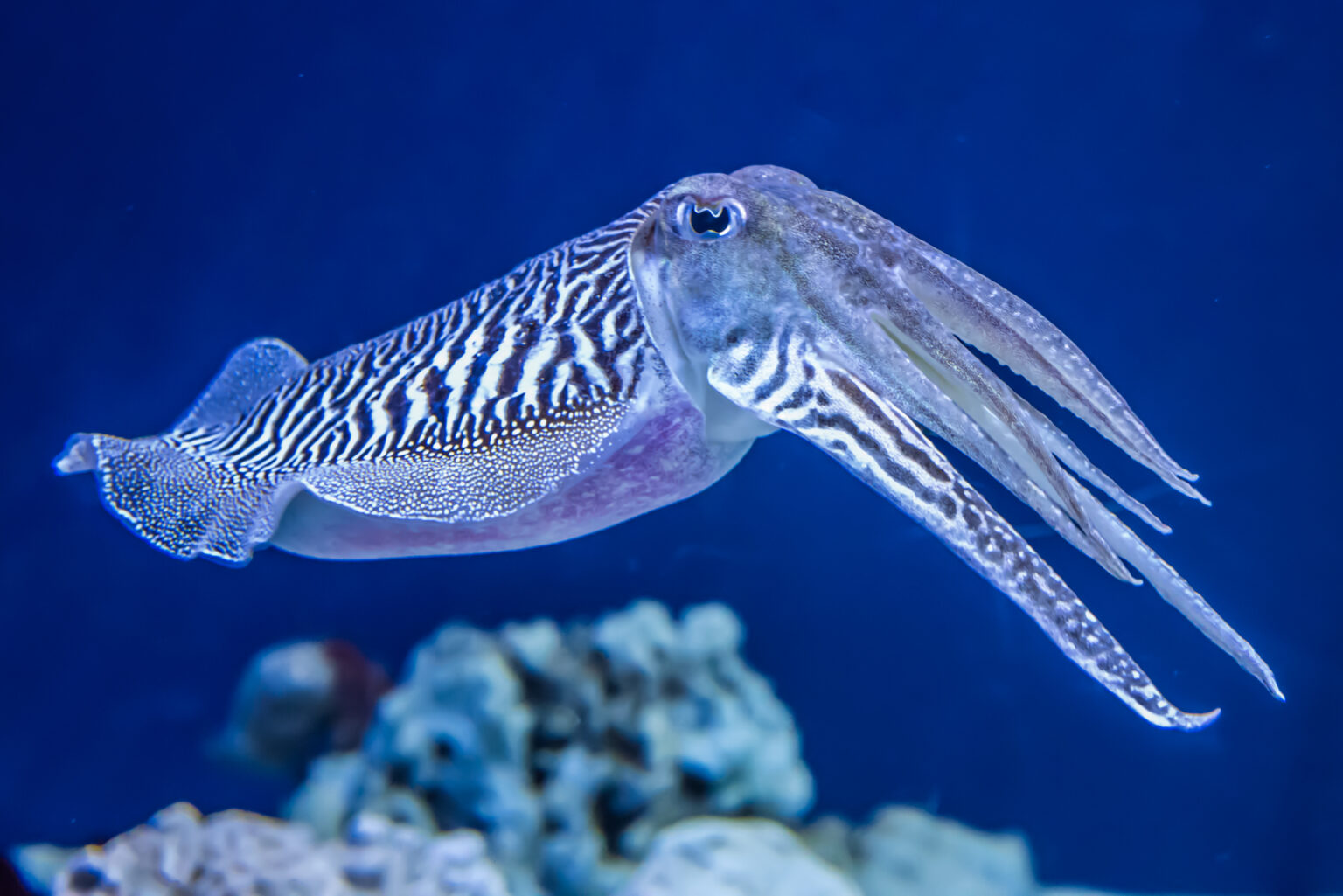 15 Ocean Animals with Superpower-Like Abilities - Bristol Aquarium