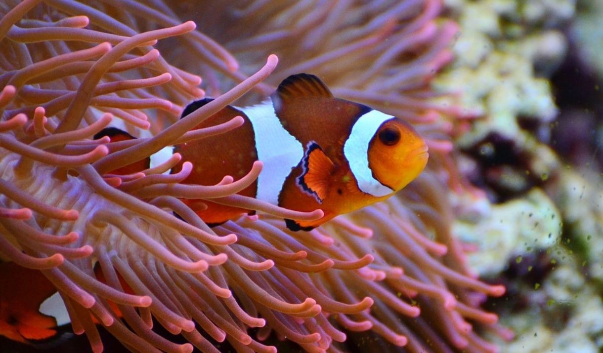 Why Do Clownfish Change Gender? 8 Surprising Clownfish Facts! - Bristol ...